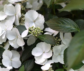 Hortensia-‘Runaway-Bride - Blekingeplantan