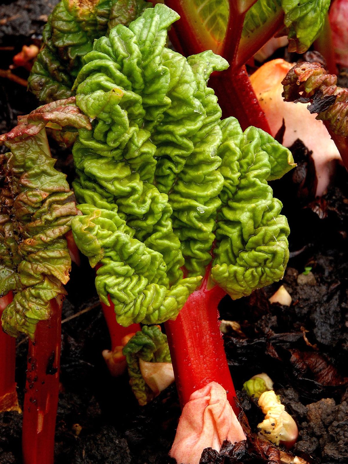 Rabarber - Blekingeplantan
