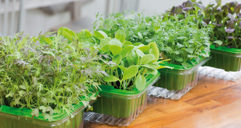 Odla egna nyttigheter! - Blekingeplantan