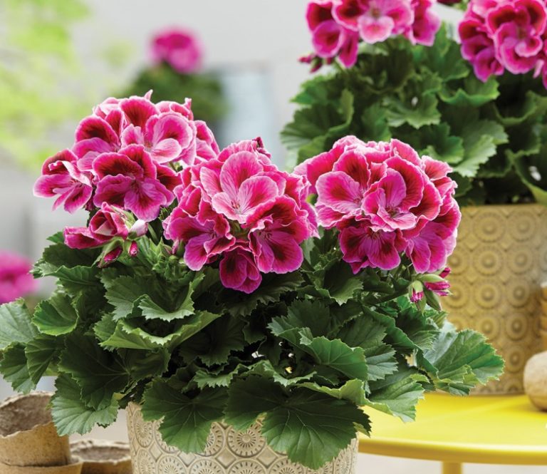 Engelsk pelargon - Blekingeplantan